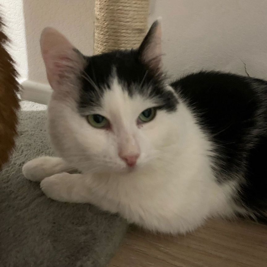 Настрадался Кузя, очень нужен добрый хозяин