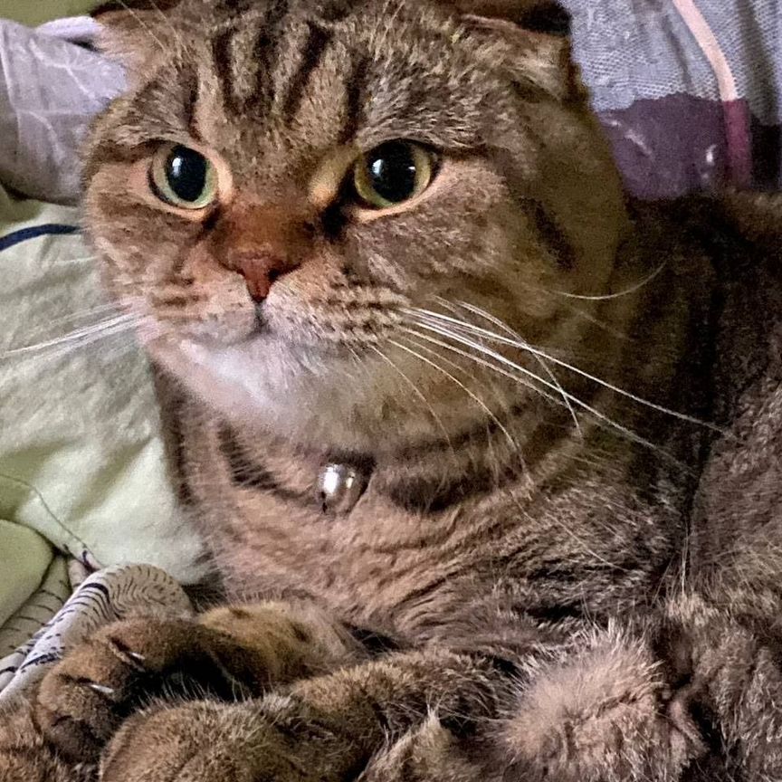 Котик в добрые руки
