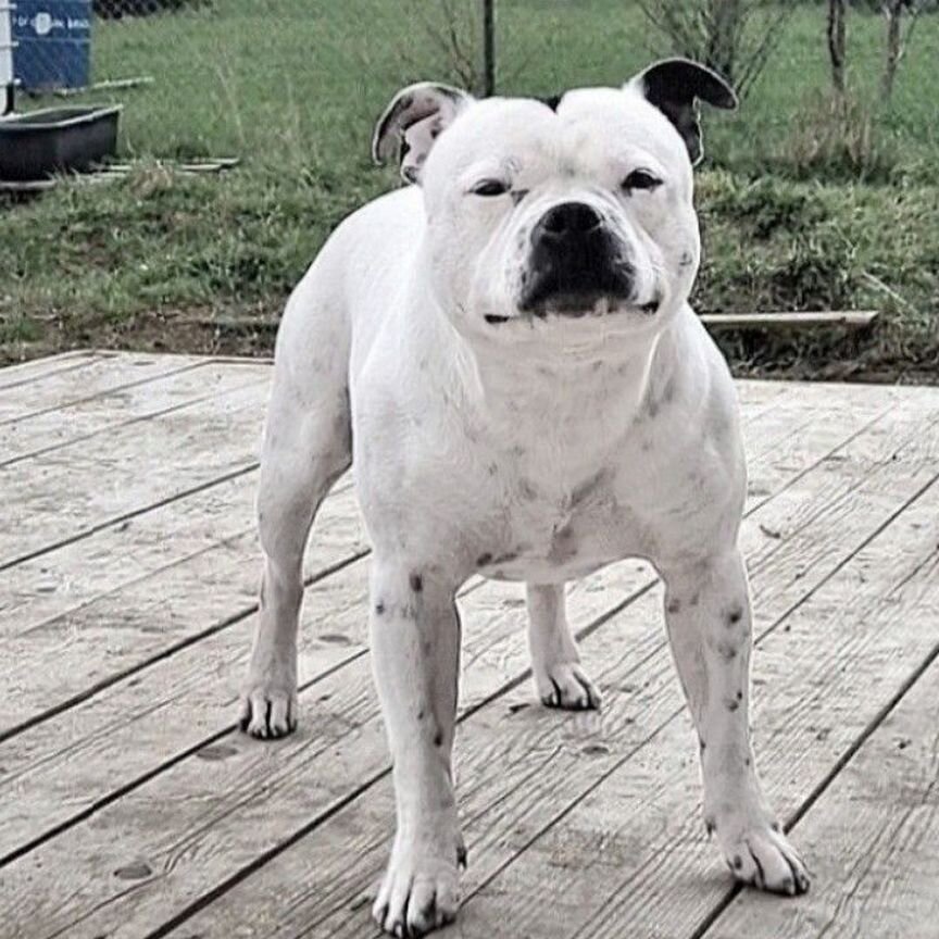 Кобель для вязки