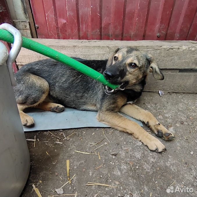 Маленькая собачка по типу таксы 6 месяцев