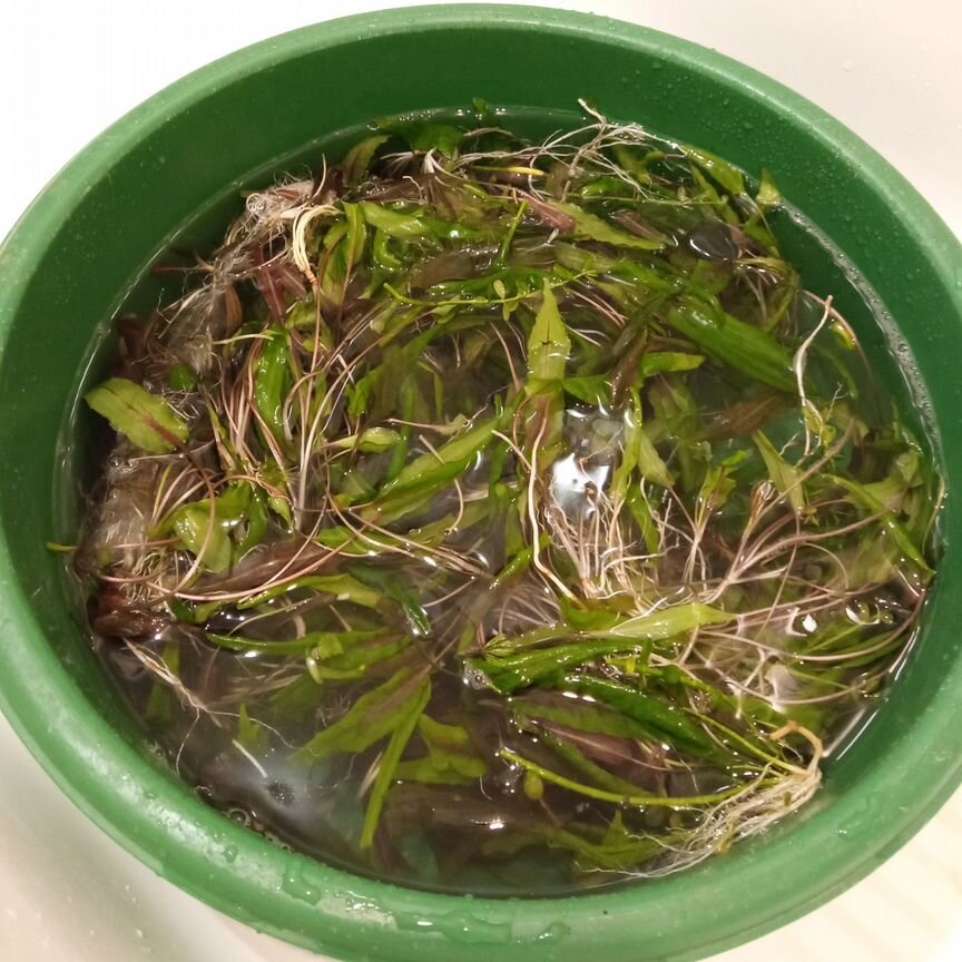 Аквариумные растения ассорти