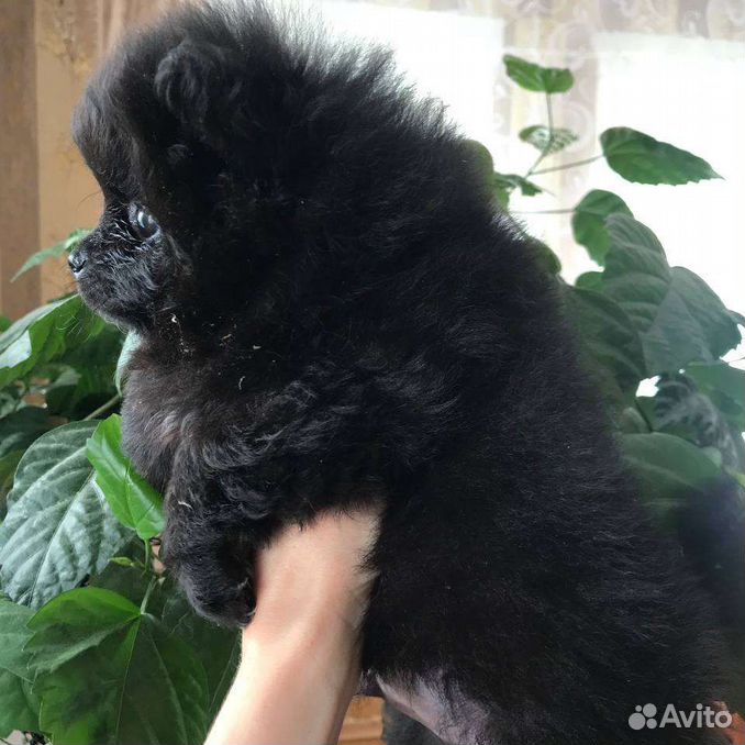 Пушистые угольки