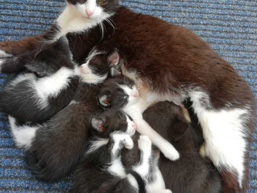 Котята в добрые руки