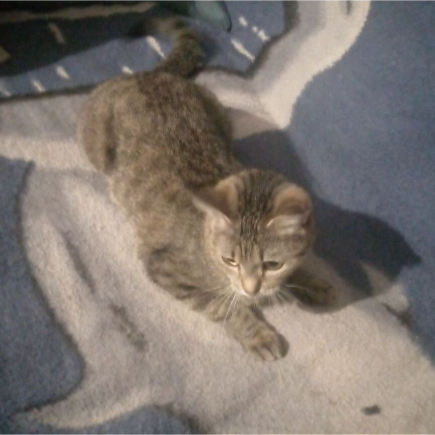 Котёнок в добрые руки