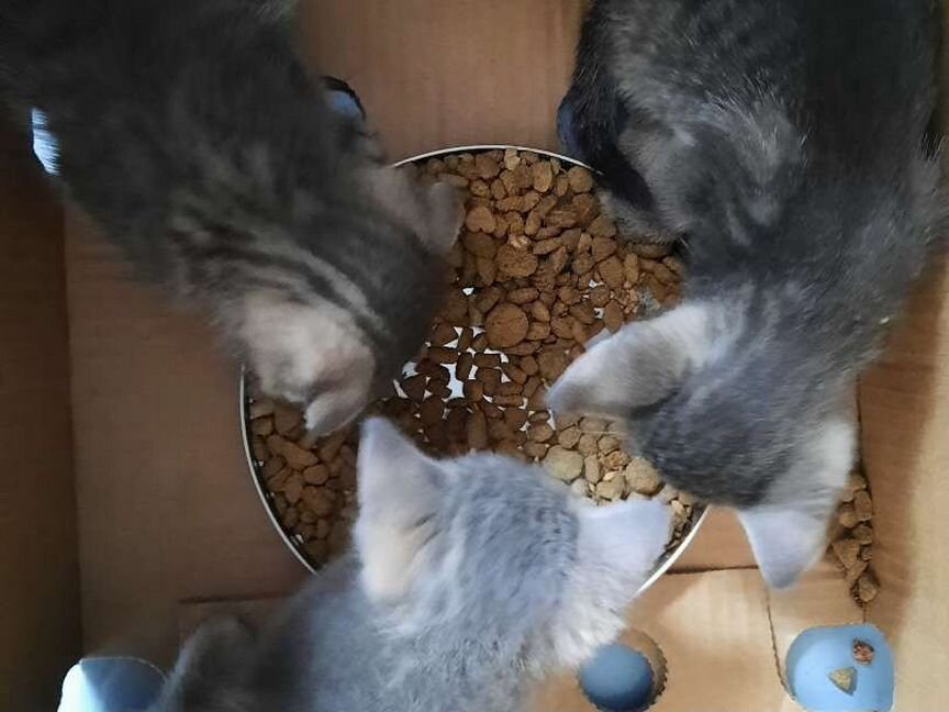 Котята из днр
