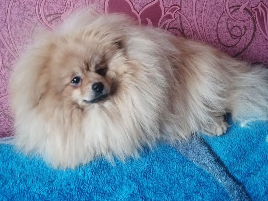 Вязка собак шпиц