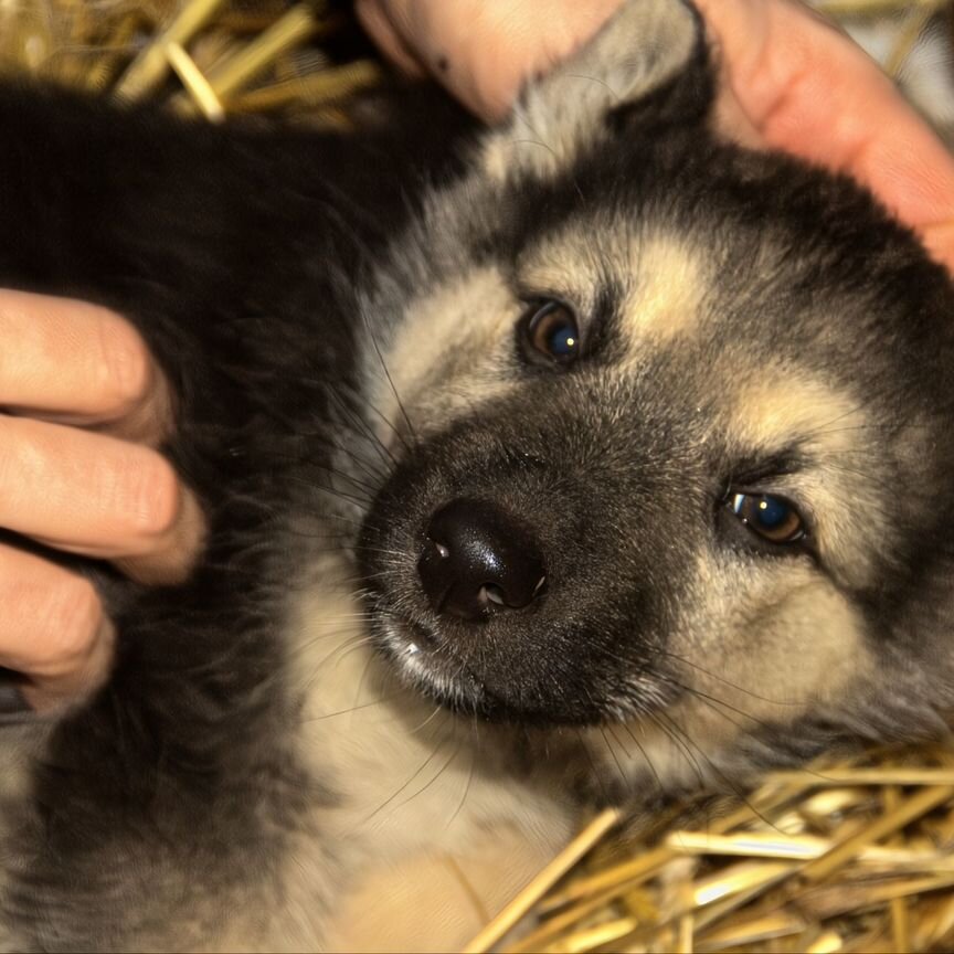 Щенок в добрые руки