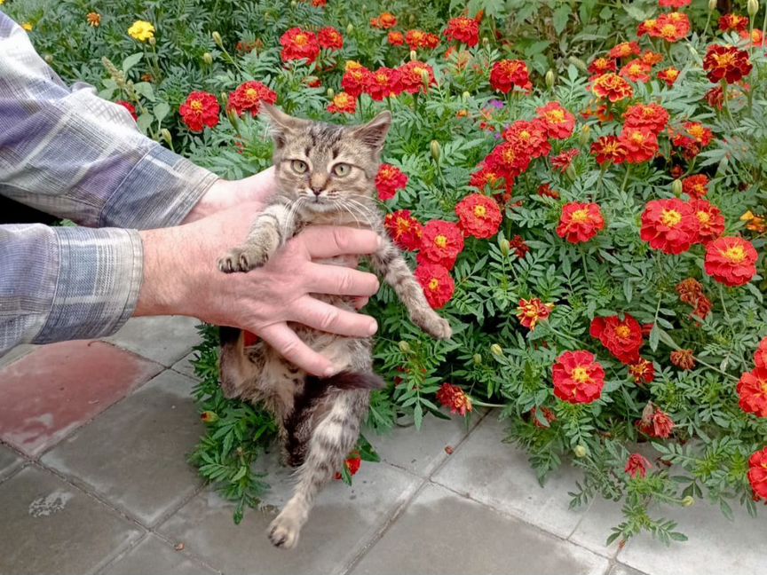 Котёнок которого никто не берёт