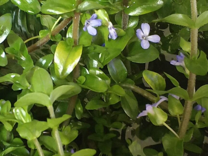 Бакопа каролинская