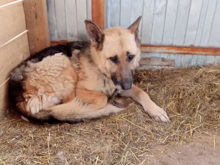 Собака в добрые руки