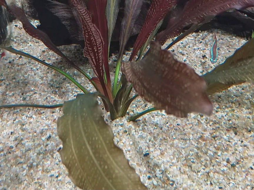 Эхинодорус sp. Филипова Пионерия на марше