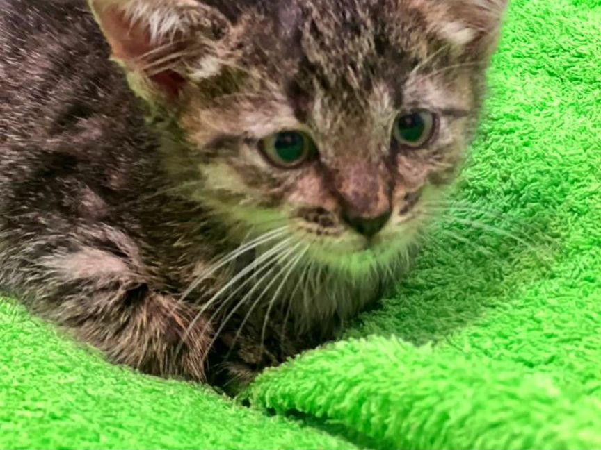 Котенок-медвежонок в добрые руки бесплатно