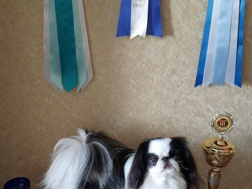 Вязка-Японский Хин