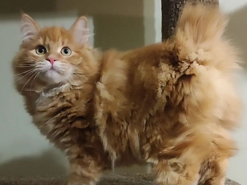 Кошечка курильского бобтейла