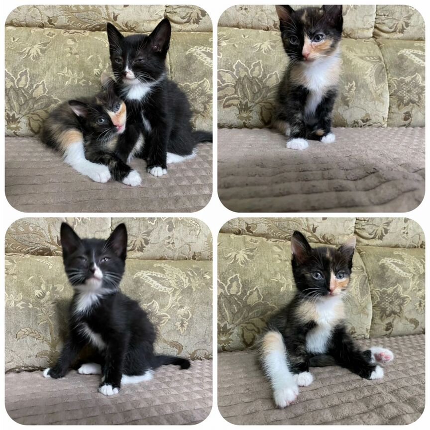 Мейн-кун котёнок