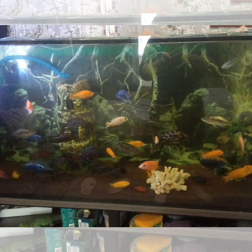 Малавийские цихлиды