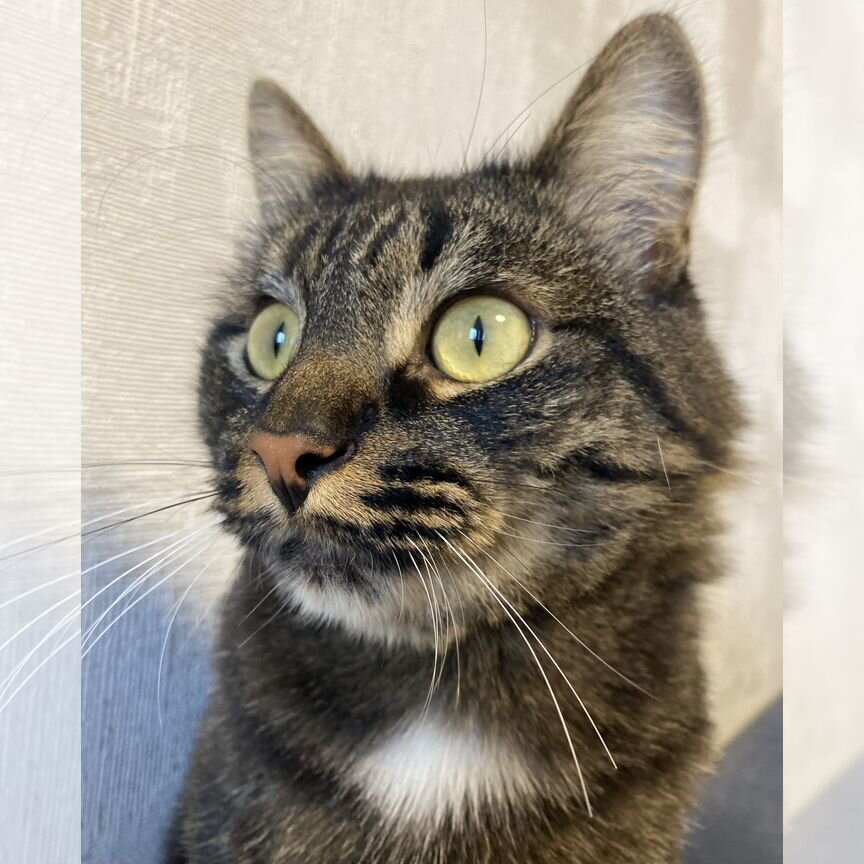 Мейн-кун котёнок