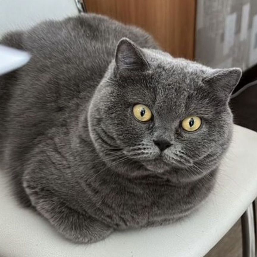 Британская короткошёрстная кошка, взрослая