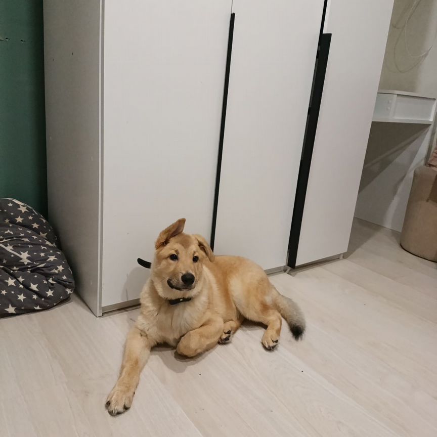 Метис лабрадораи лайки