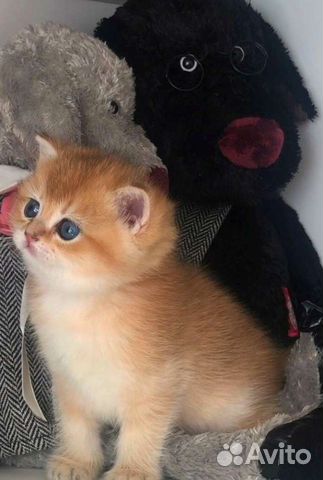 Британский котенок