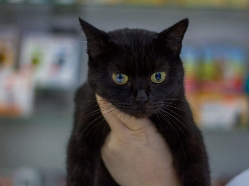 Кошечка Янь