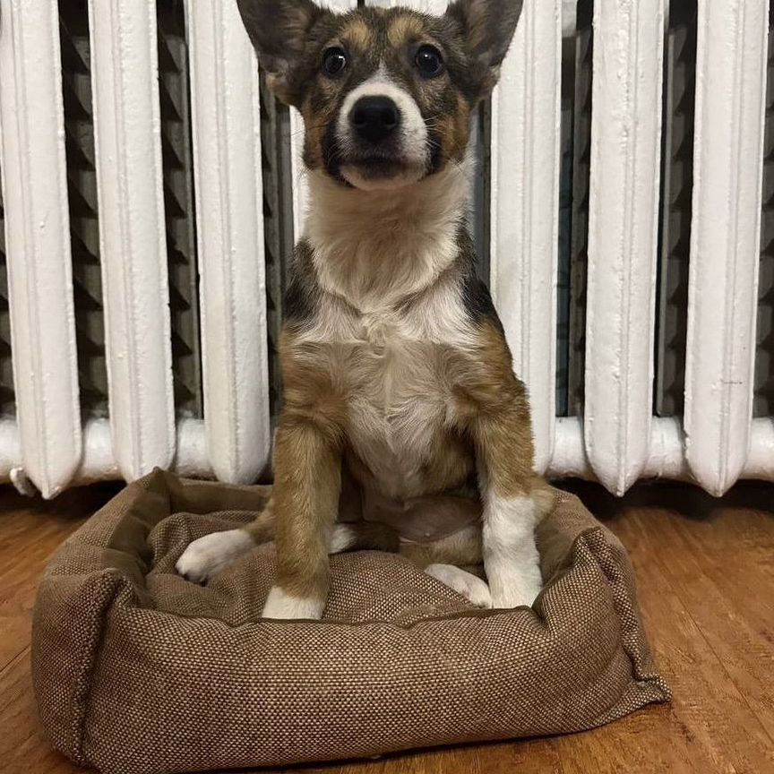 Собака в добрые руки отдам бесплатно