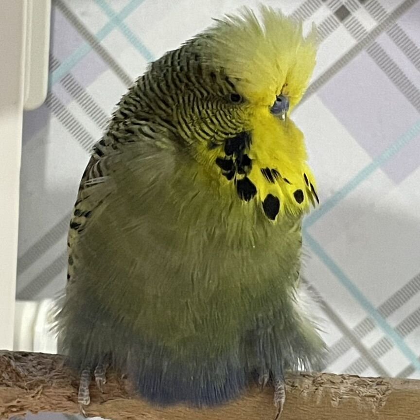 Попугай ввп чех самец