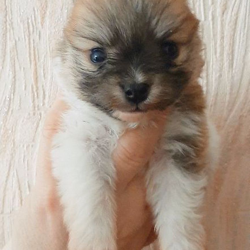 Щенки шпица