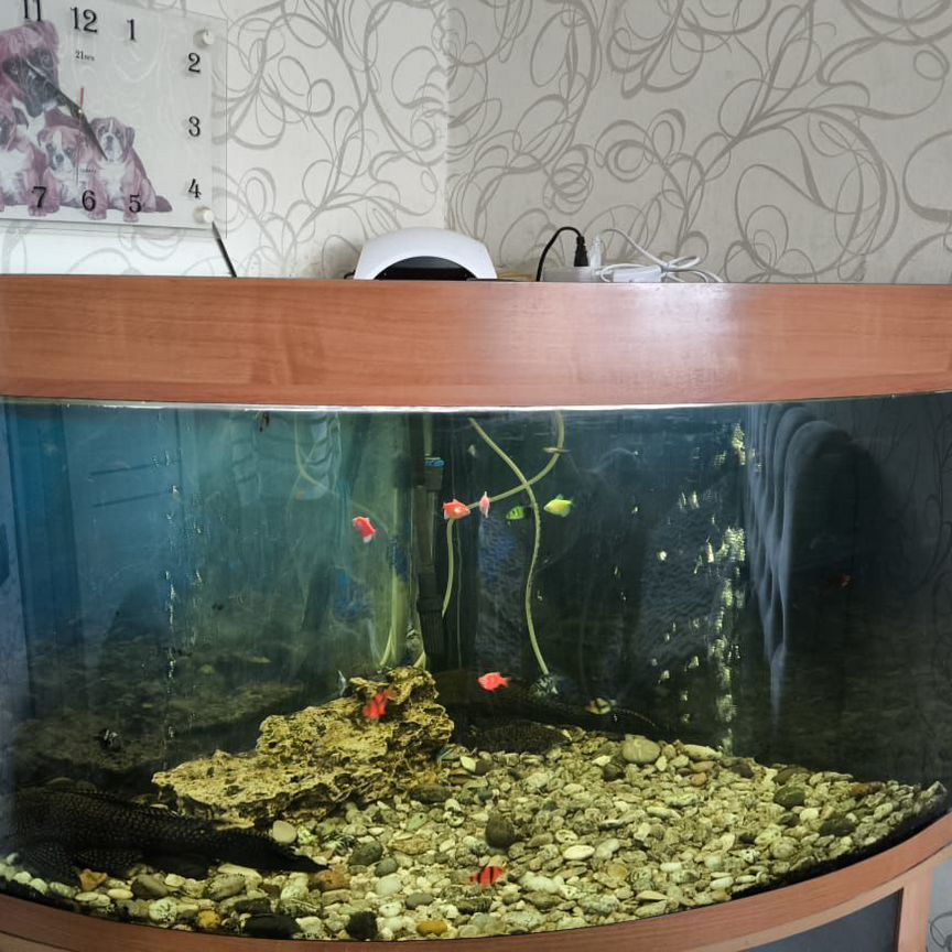 Аквариум с тумбой 200 литров с рыбками