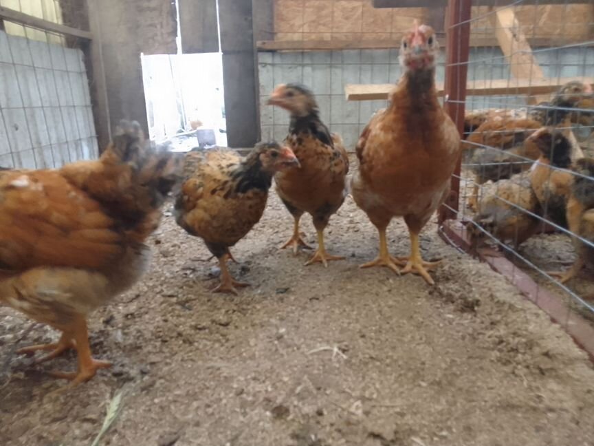 Куры, петух, кучинская юбилейная