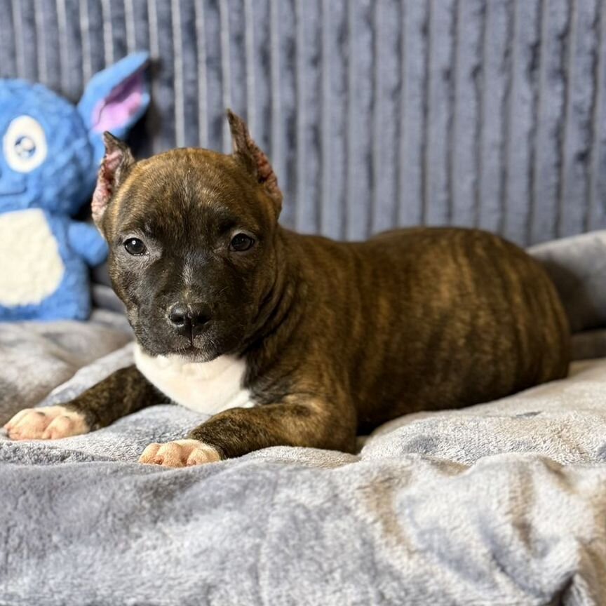 Американский стаффордширский терьер, щенок