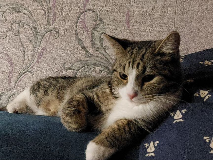Кот отдам бесплатно. Кастрированный