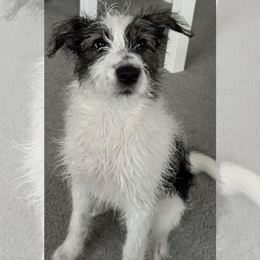 Йоркширский терьер, щенок