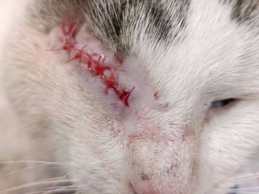 Бездомный одноглазый котик