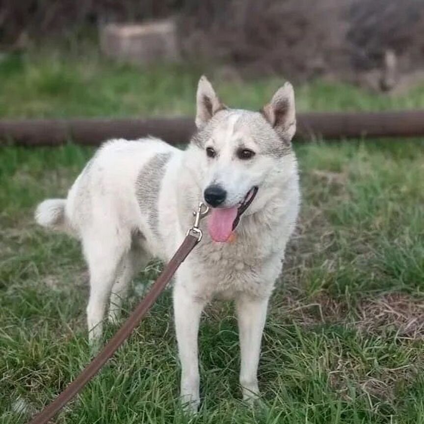 Ищем дом для песика