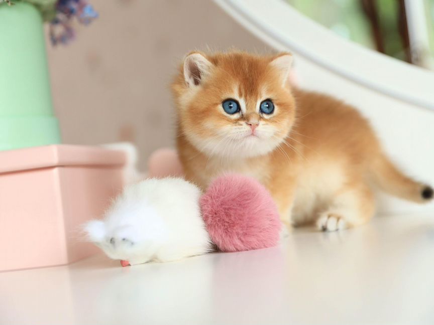 Британская золотая шиншилла котенок