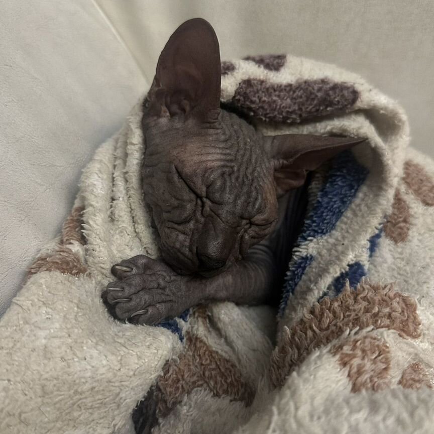 Донской сфинкс котенок бесплатно