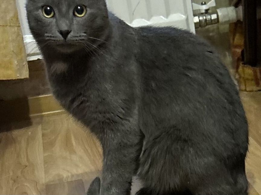 Метис Русской голубой