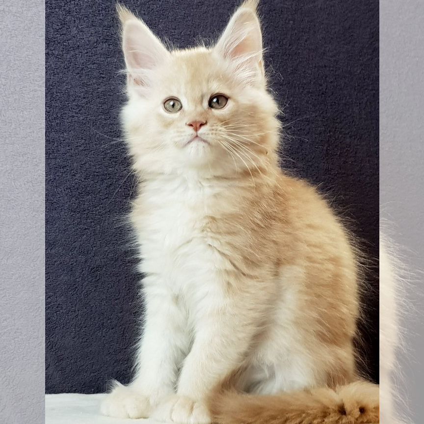 Мейн-кун котёнок