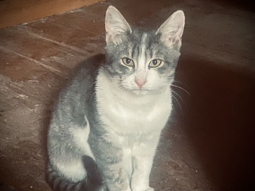 Котик 4 месяца в добрые руки