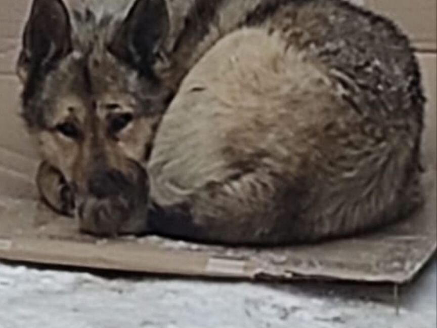 Собака в добрые руки