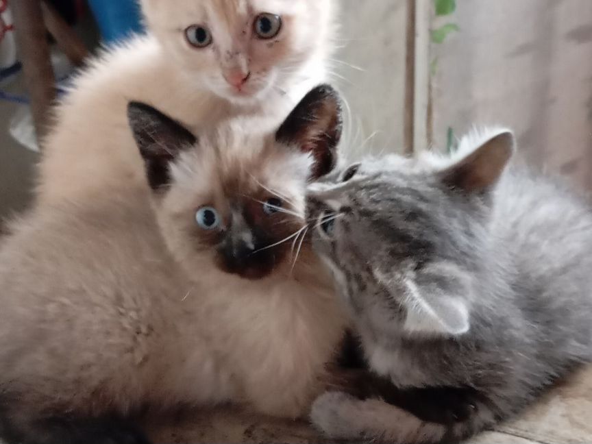 Котята домашние, беспородные