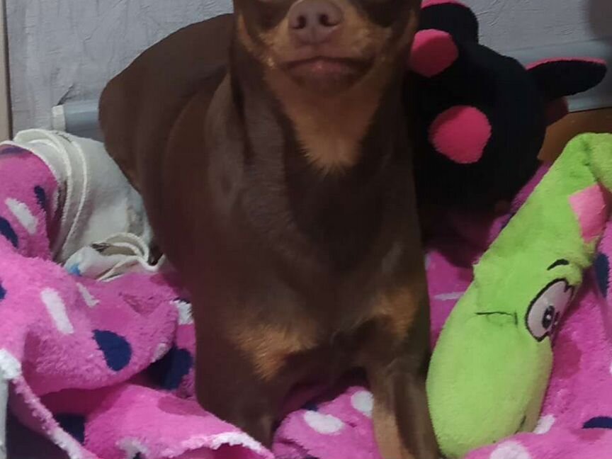 Русский той-терьер вязка