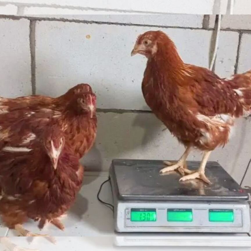 Куры молодки доставка