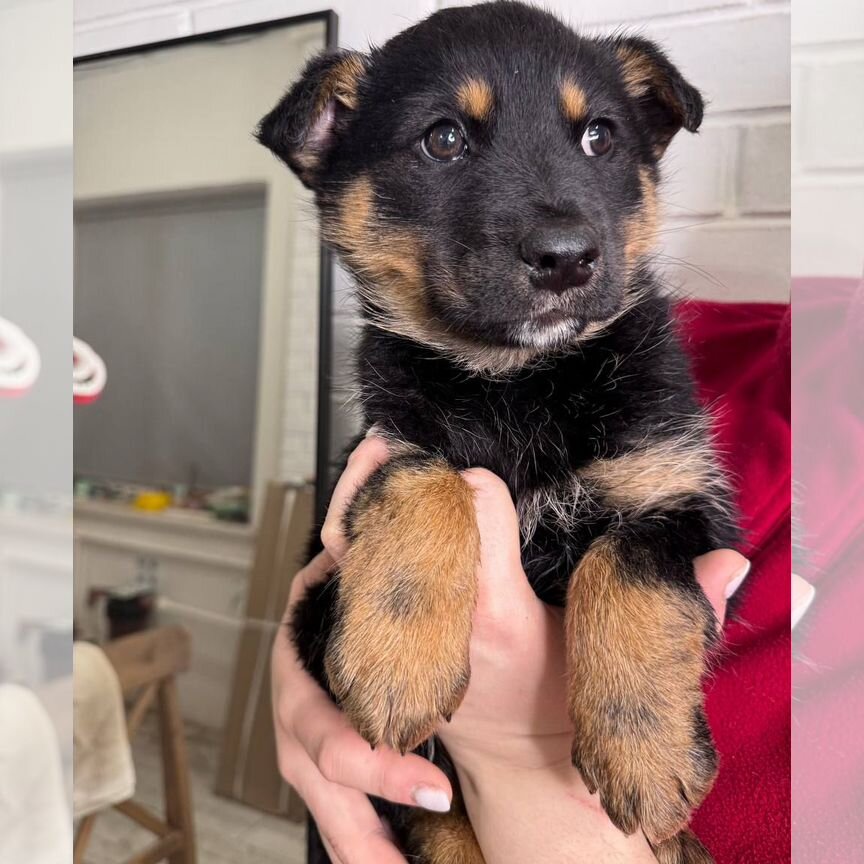 Щенок в добрые руки