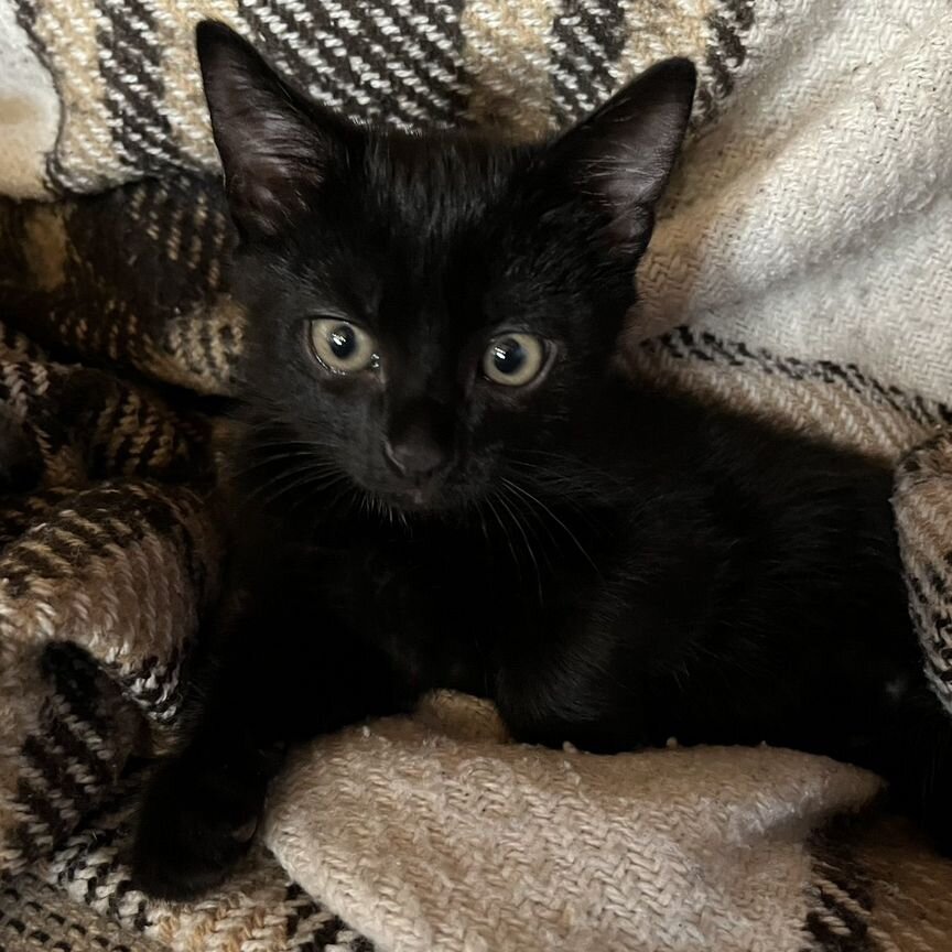 Котенок