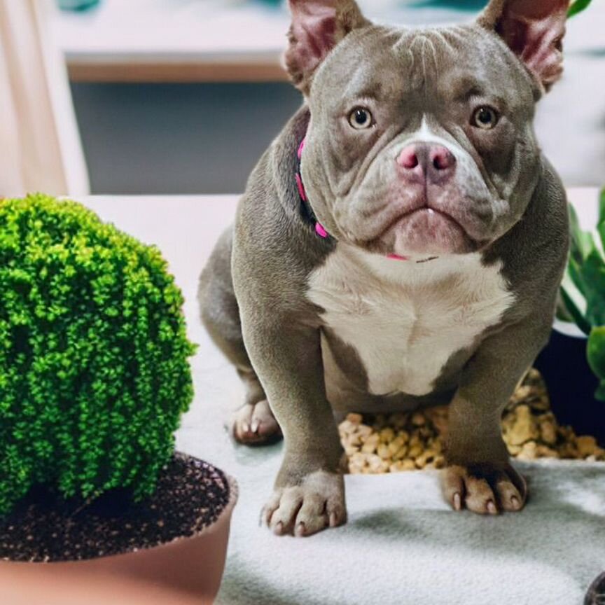 Ушастая - Американский булли