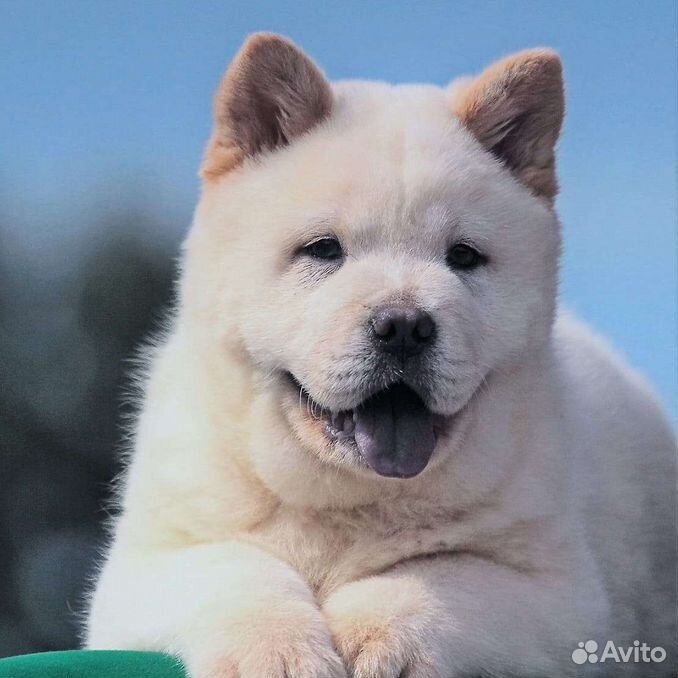 Чау-чау - кремовый смуф