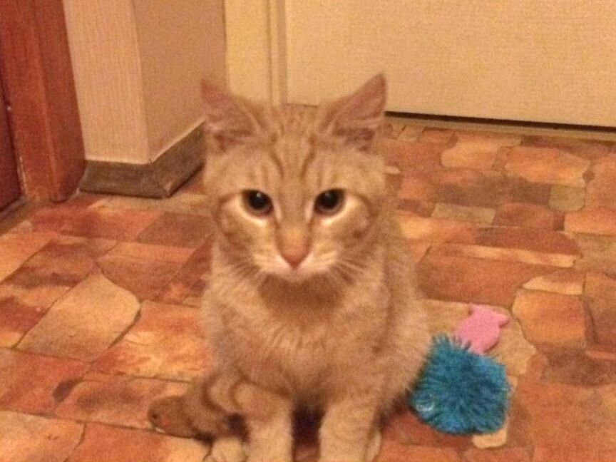 Рыжий котенок в добрые руки