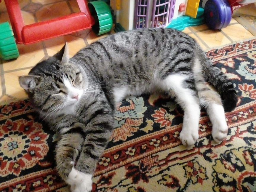 Ласковый кот